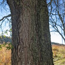 Honey Locust | CMP Tree Selection Tool